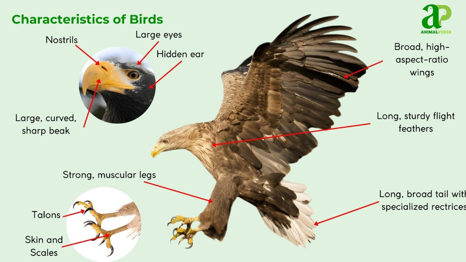 What are the Main Characteristics of a Bird: Amazing Anatomy