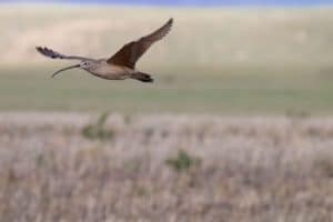 What Bird Alerts Other Animals About Predators: Top Warning Experts - Birds