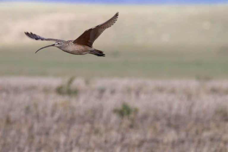 What Bird Alerts Other Animals About Predators: Top Warning Experts - Birds