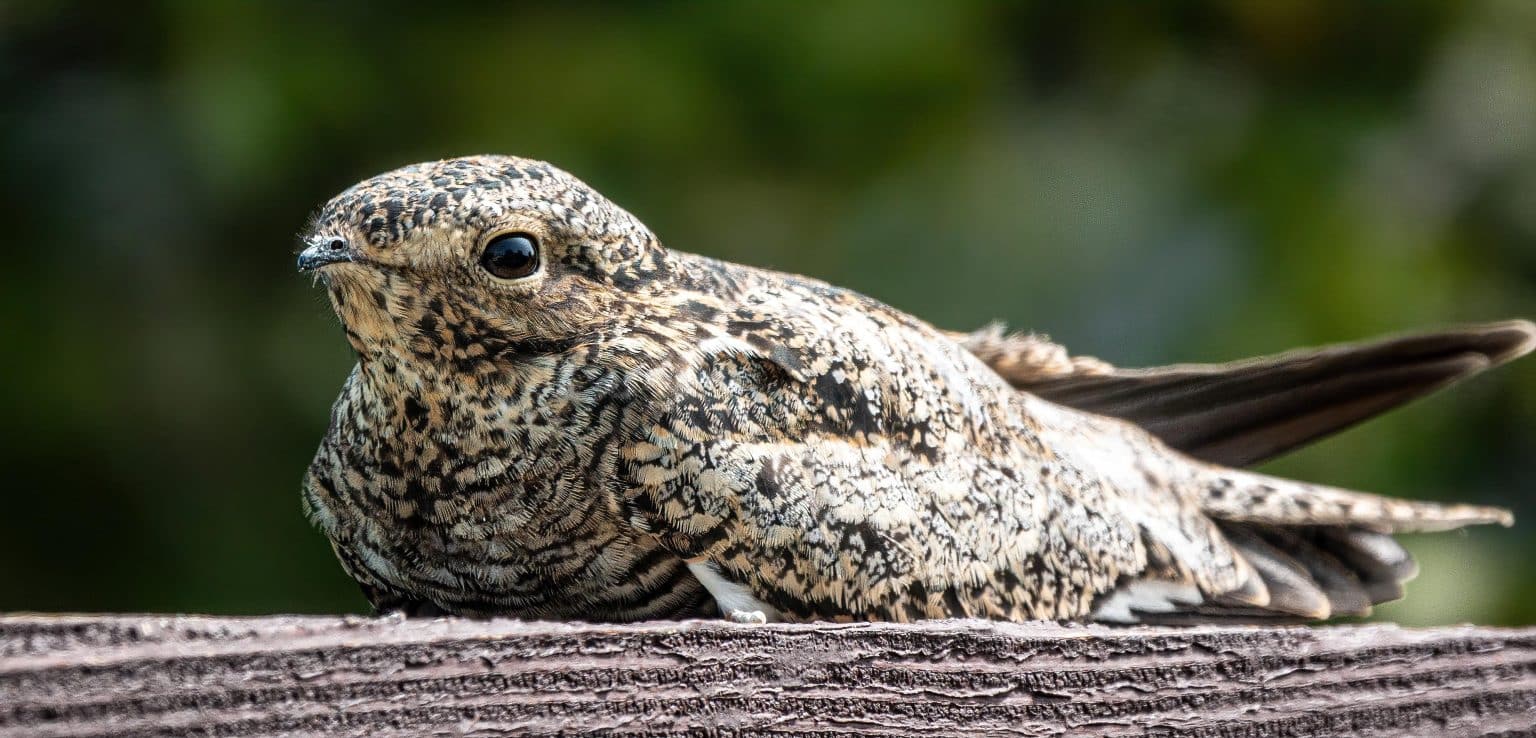 What Bird Flies at Night And Makes Noise: Discover the Mystery - Birds