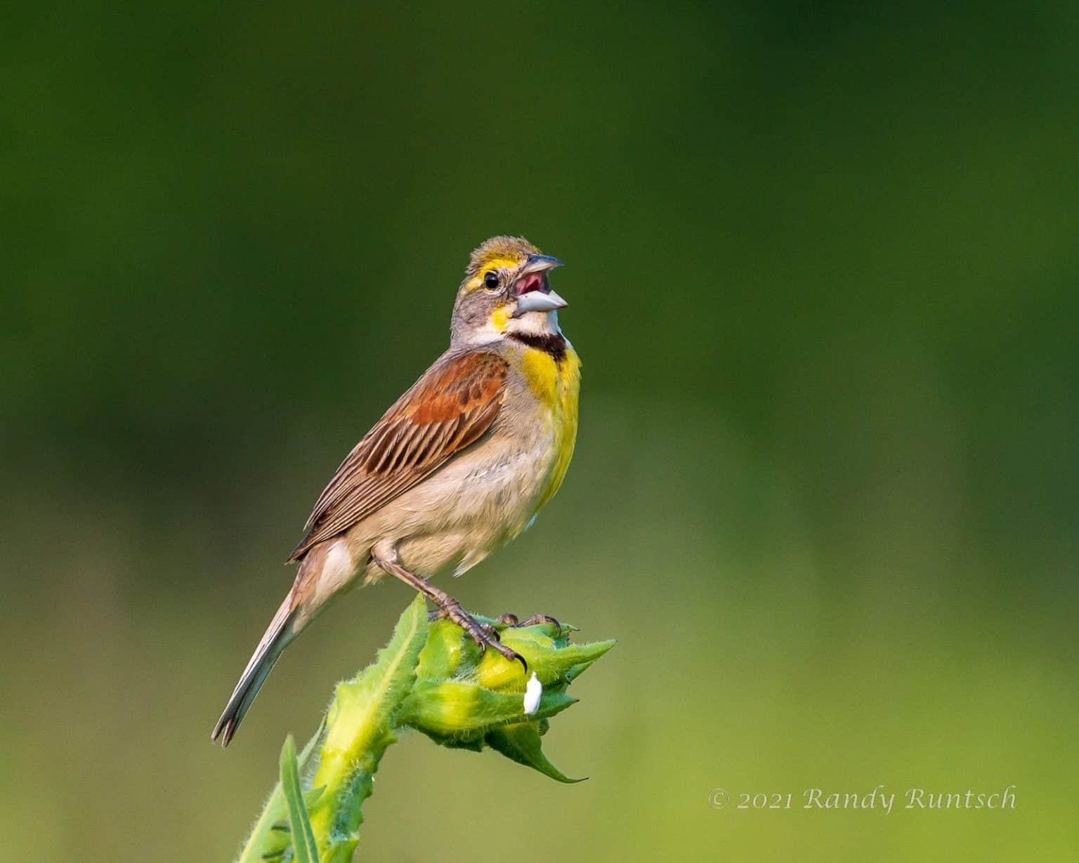 What Bird is Singing This Song: Identify Melodies Instantly - Birds