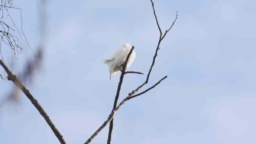 What Bird Makes This Noise: Identify Mysterious Bird Calls Quickly - Birds
