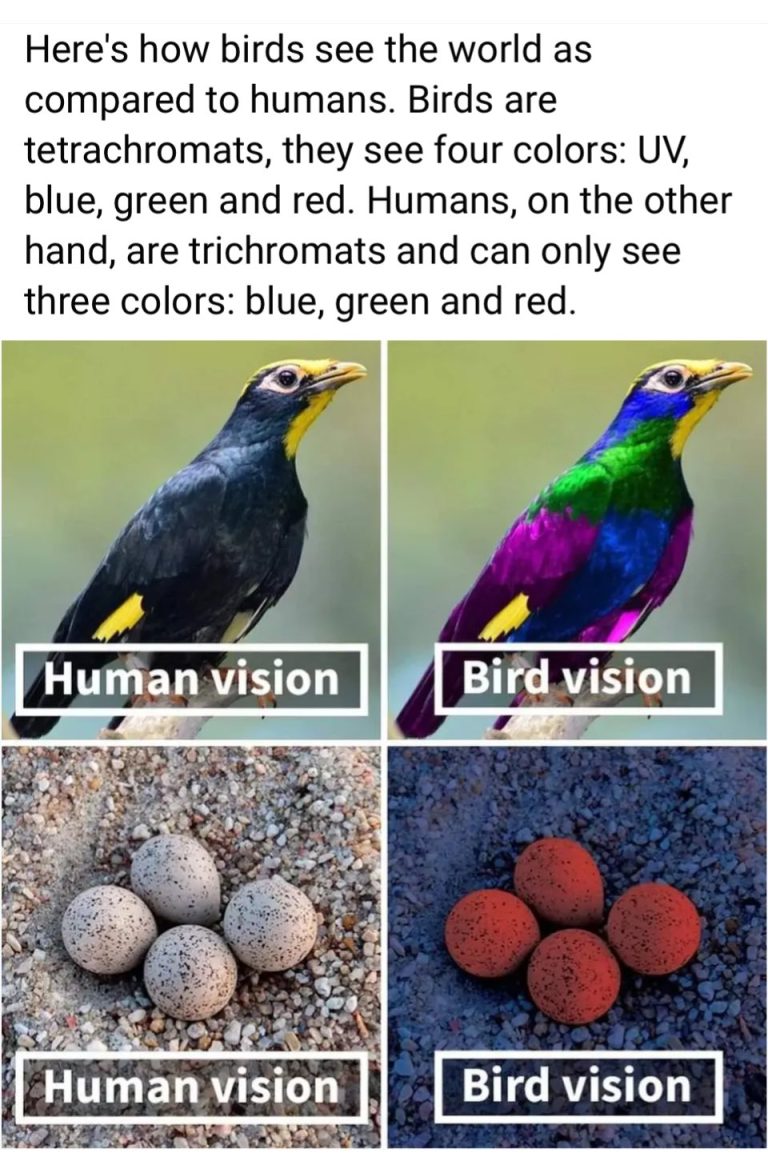 What Colors Do Birds See: Unlocking Nature’s Vibrant Spectrum - Birds