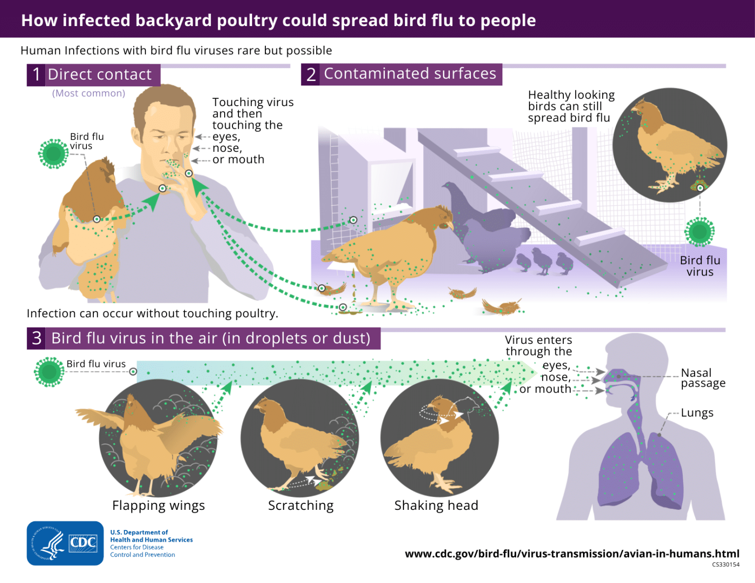What Diseases Can Birds Transmit to Humans: Shocking Health Risks ...