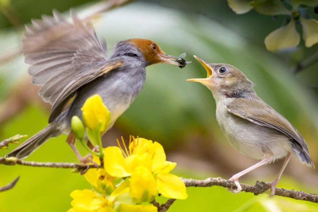 What Do Baby Birds Need to Survive: Essential Care Tips Revealed - Birds