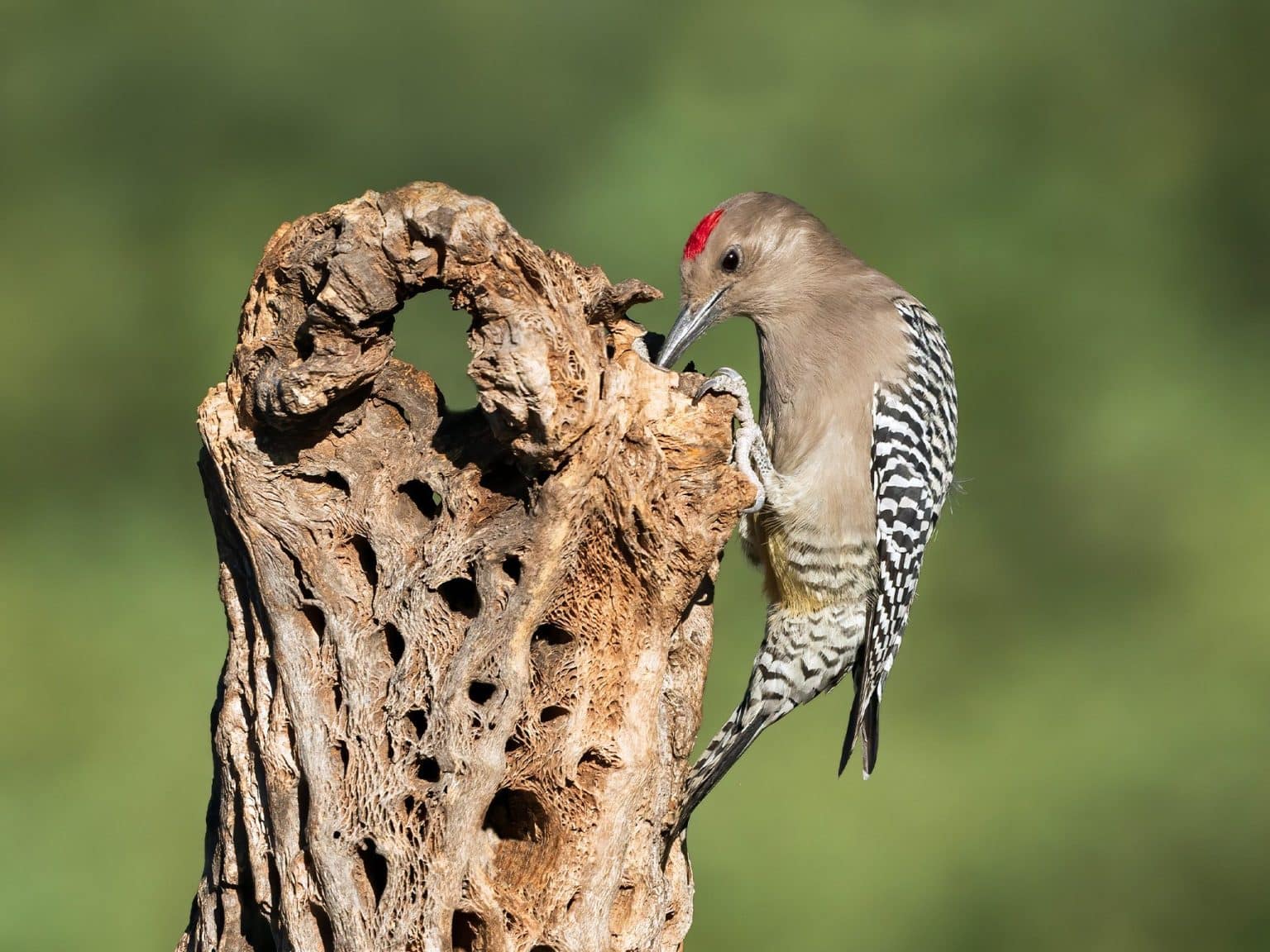 What Eats a Bird in the Desert: Shocking Predators Revealed - Birds