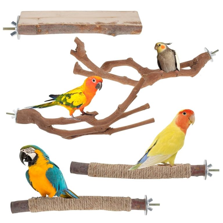 What is a Bird Perch: Ultimate Guide to Choosing Perfect Perches - Birds