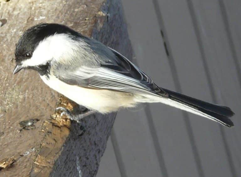 What is a Perching Bird: Fascinating Facts You Must Know - Birds
