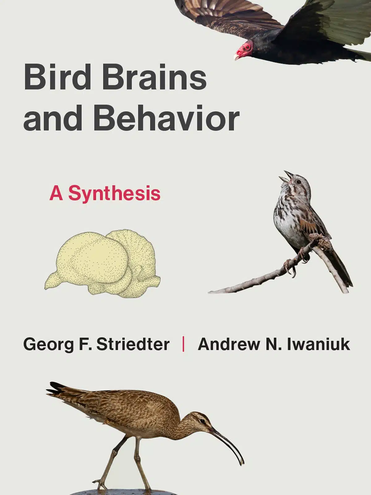 What is One Behavioral Adaptation of a Bird: Surprising Survival Tactic ...