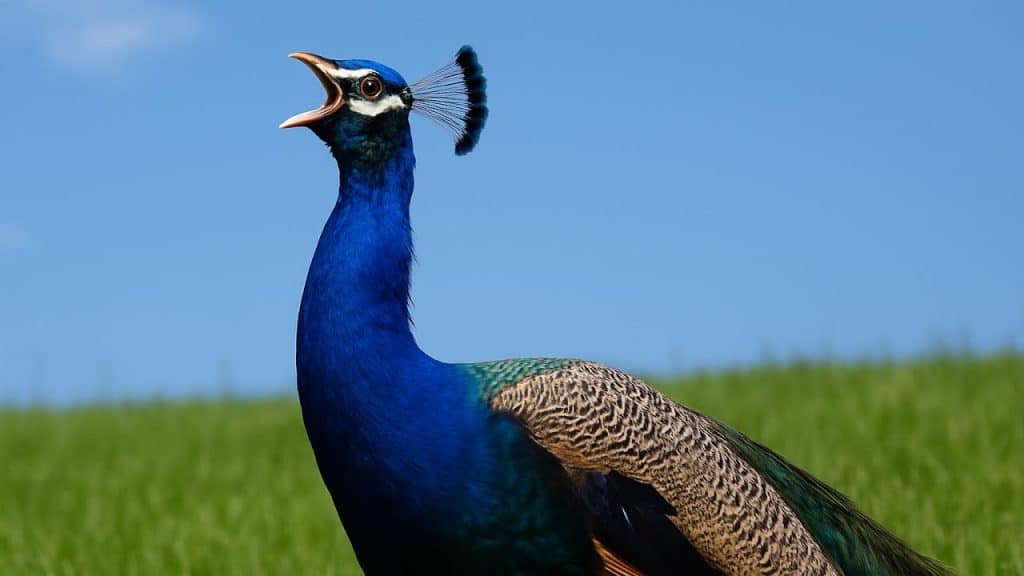 What Noise Does a Peacock Bird Make: Stunning Sounds Explained