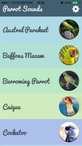 What Sound Does the Parrot Make: Unlocking the Mystery of Parrot Calls ...