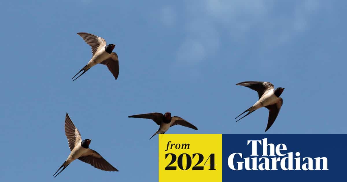 When Do Swallows Migrate: Key Facts You Need to Know - Birds