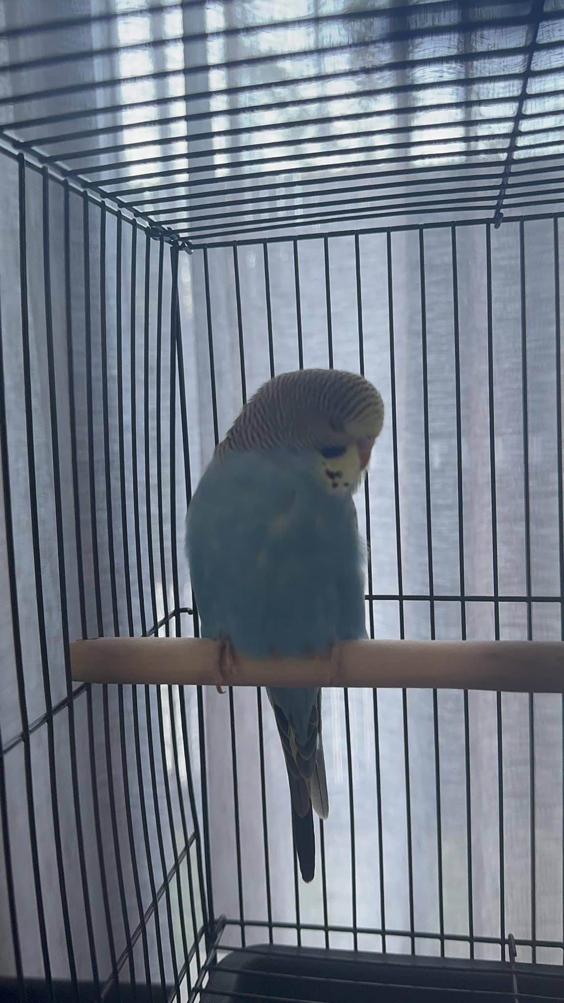 When to Take Bird Out of Quarantine: Expert Tips for Safety - Birds