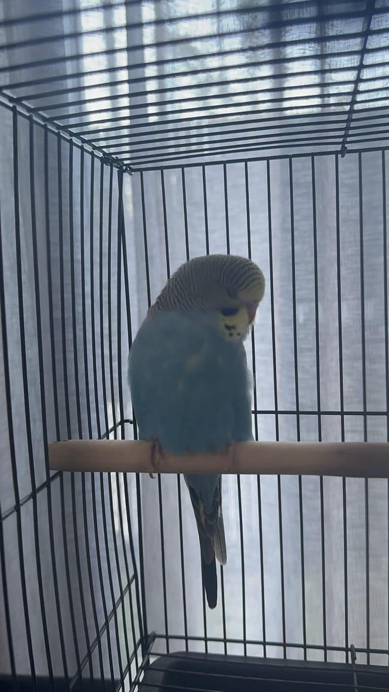 When to Take Bird Out of Quarantine: Expert Tips for Safety - Birds