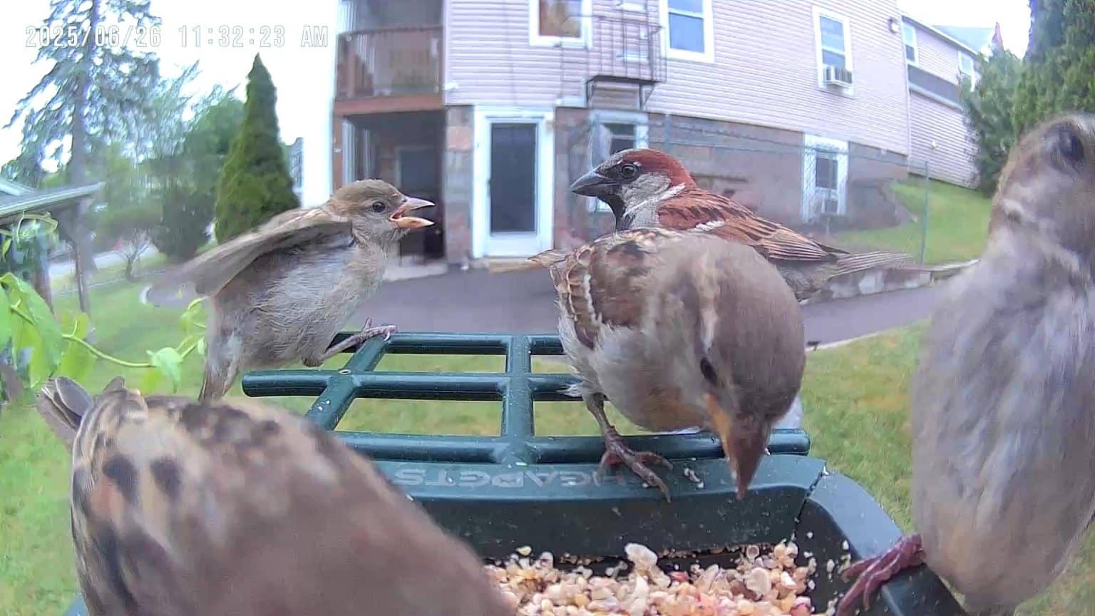 7 Proven Fixes: Why Are the Birds Not Eating My Bird Seed?