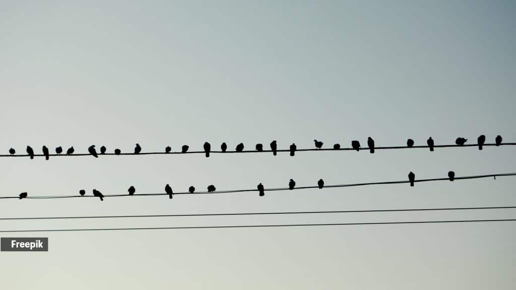 Why Can Birds Land on Power Lines 2026 Guide