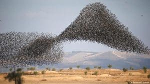 Why Do Bird Flocks Fly in Circles: Unraveling Nature’s Mystery - Birds