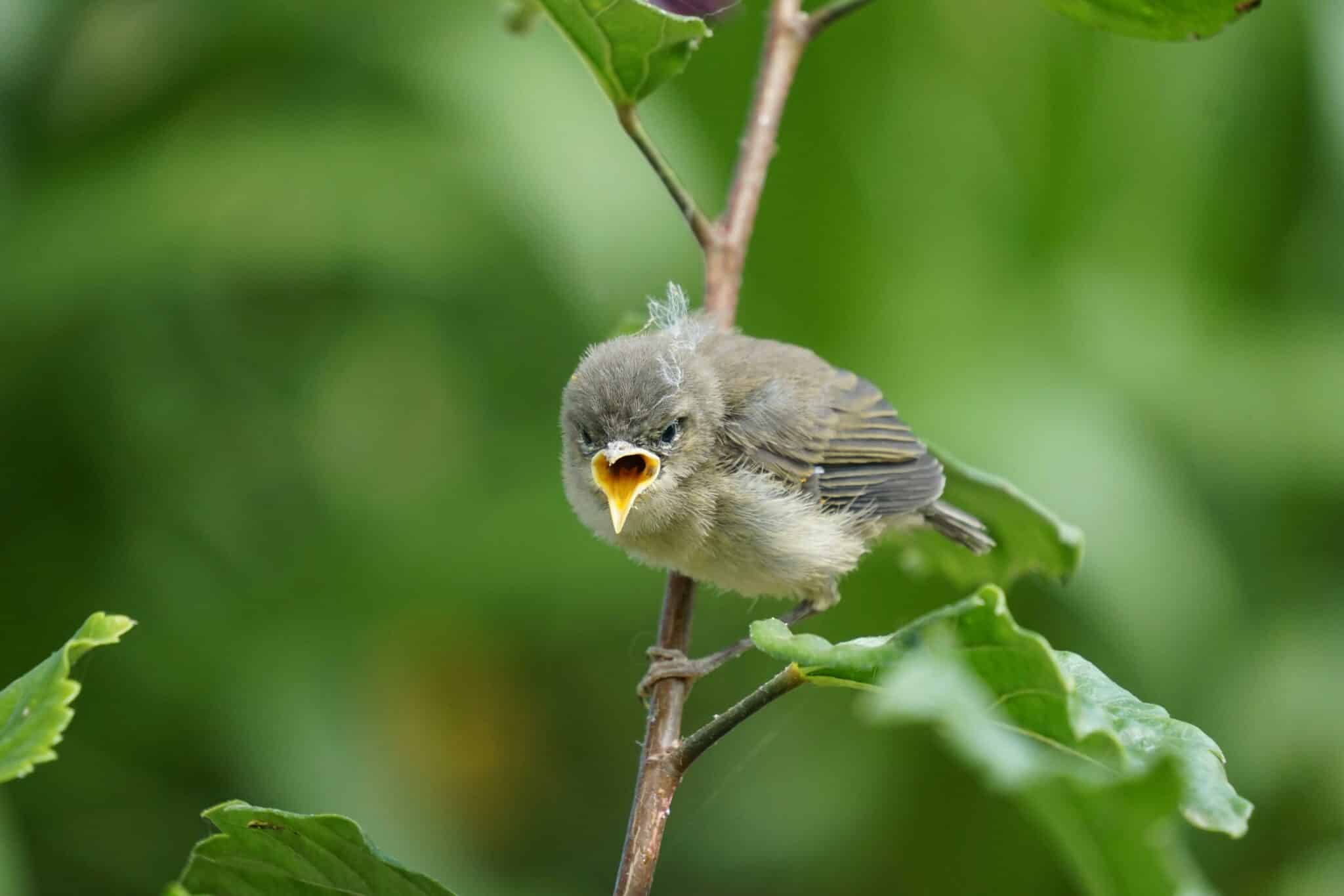 Why Do Birds Chirp at Night: Unveiling Nature’s Midnight Secrets - Birds