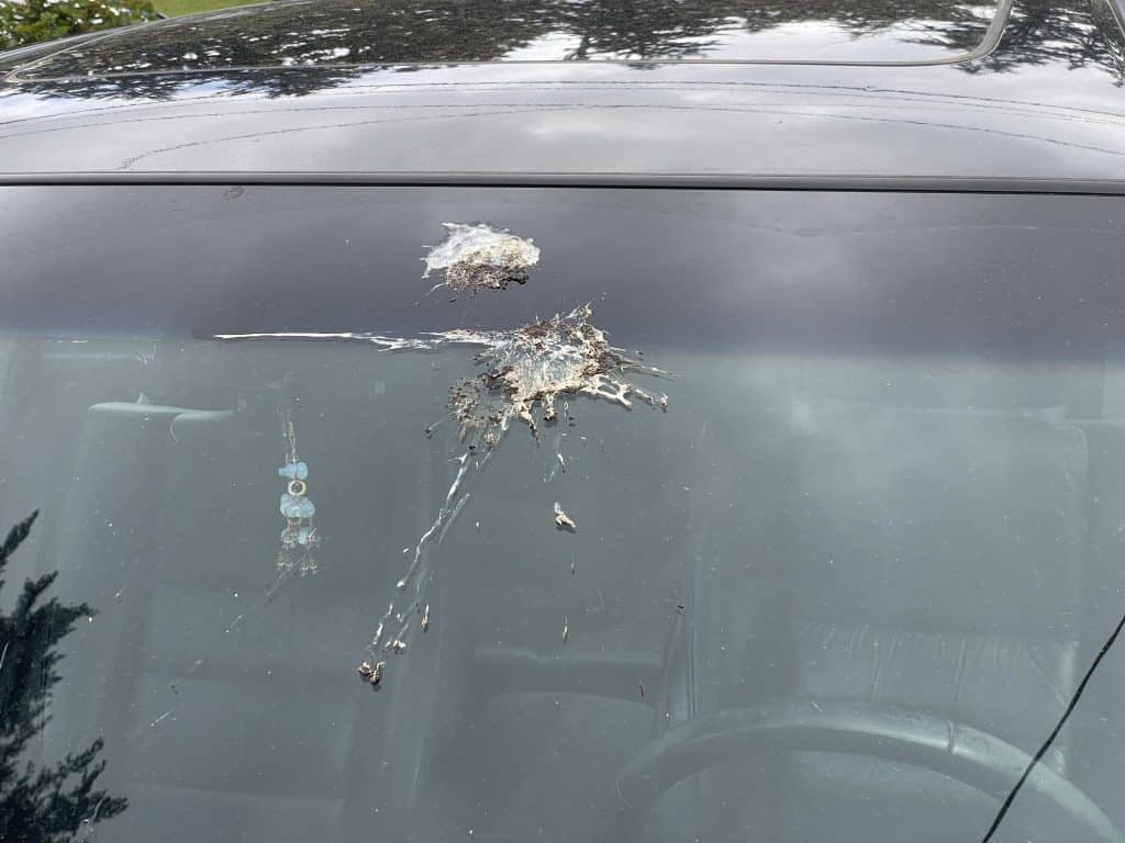 Why Do Birds Poop On Cars
