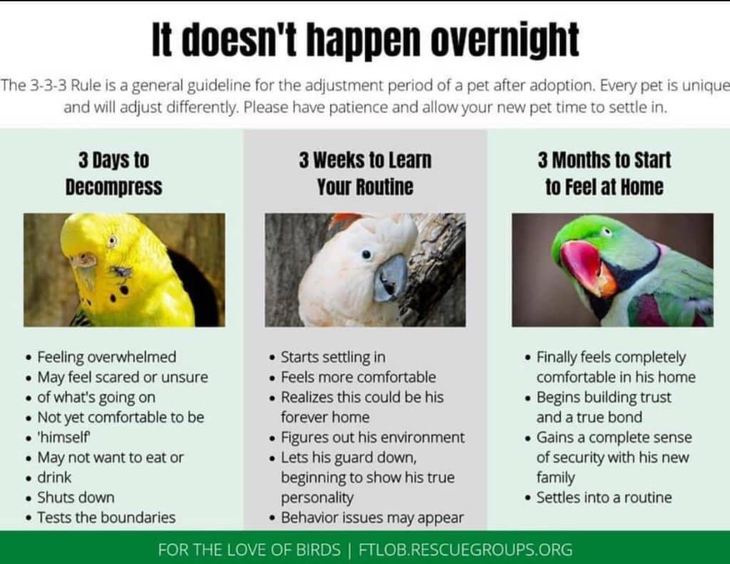Delightful Discoveries: Birds Mimic Sounds in Nature