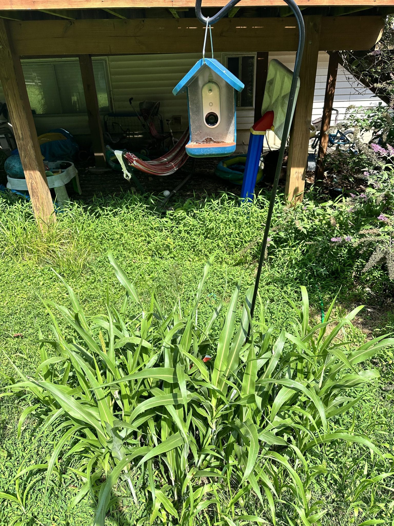 Why Does Bird Seed Grow Grass: Surprising Natural Growth Explained - Birds