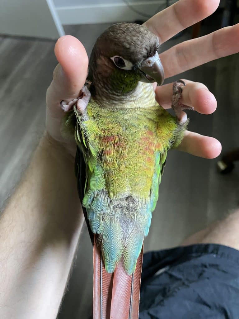 Why Does My Bird Rub His Beak on His Perch: Surprising Reasons ...
