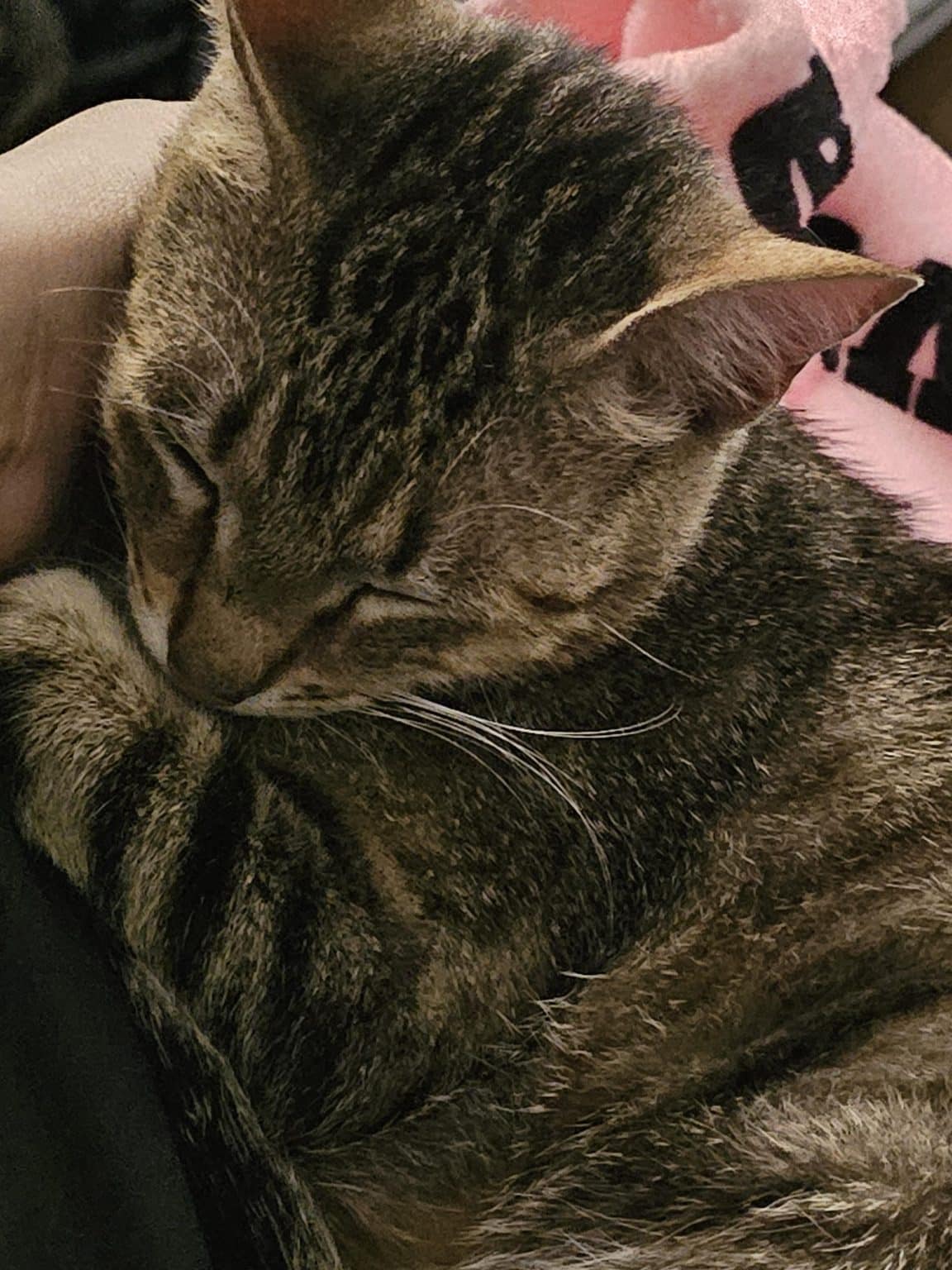Why Does My Cat Make Bird Noises at Me: Surprising Reasons Explained ...