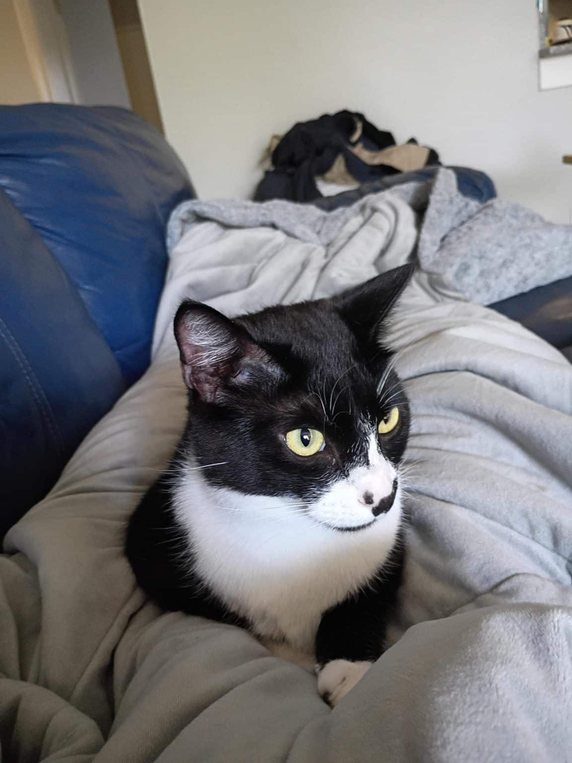 Why Does My Kitten Make Bird Noises? Should You Worry?