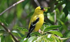 Why is Bird Important: Unveiling Nature’s Vital Role - Birds