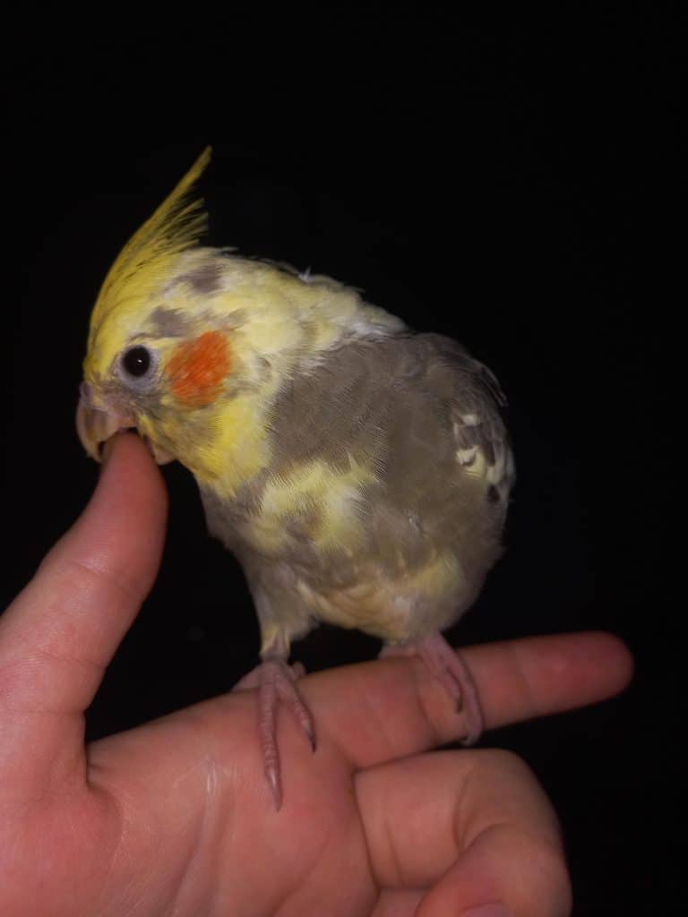 Why is My Bird Making Weird Squeaking Noises? Shocking Reasons! - Birds