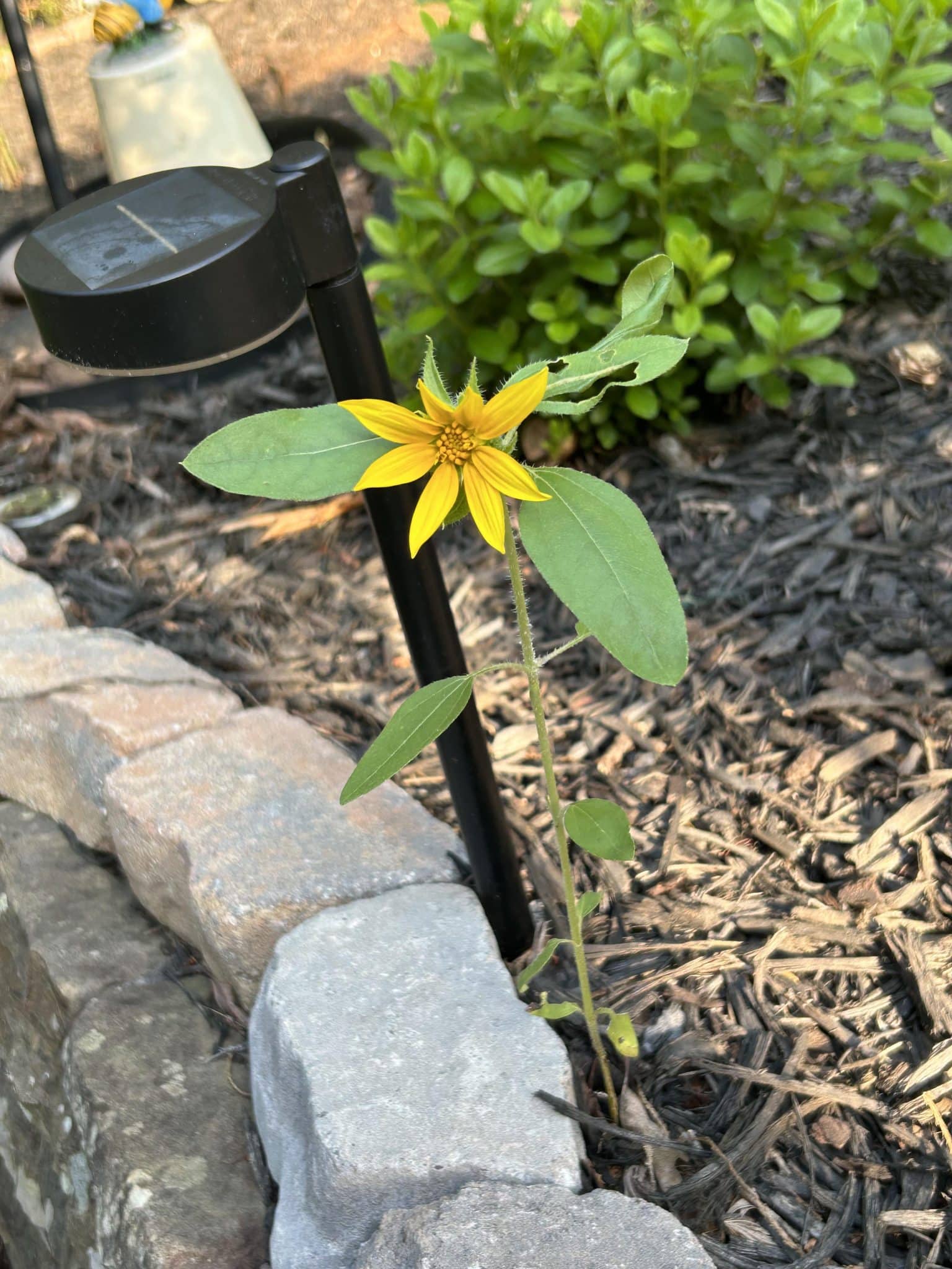 Will Bird Seed Germinate? Expert Tips to Grow Healthy Plants - Birds