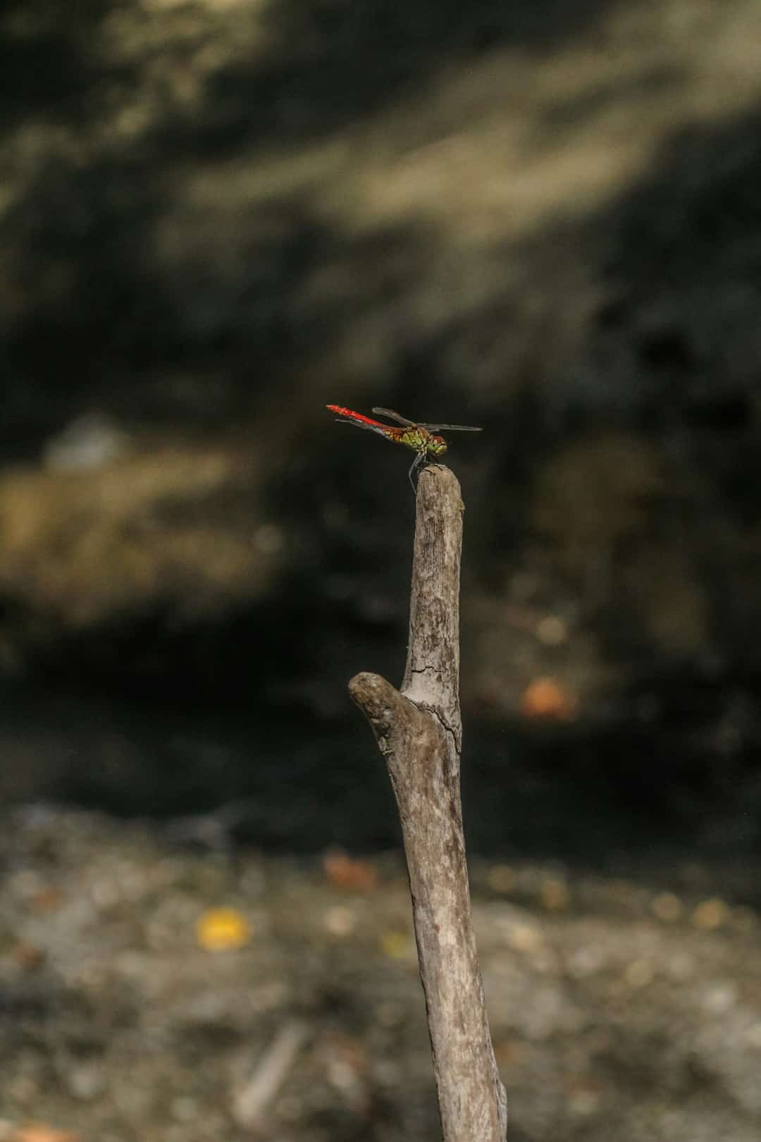 A Bird With a Worm in Its Mouth: Stunning Nature Moments Revealed - Birds