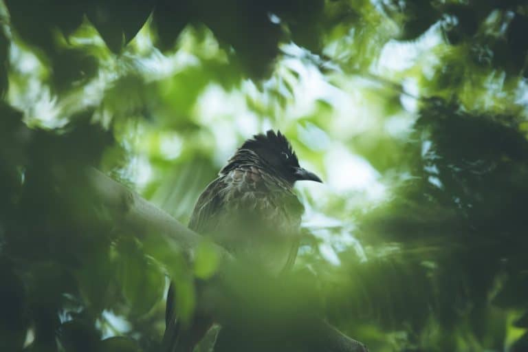 A Bird in King Solomon's Forest: Secrets of Timeless Wonders - Birds
