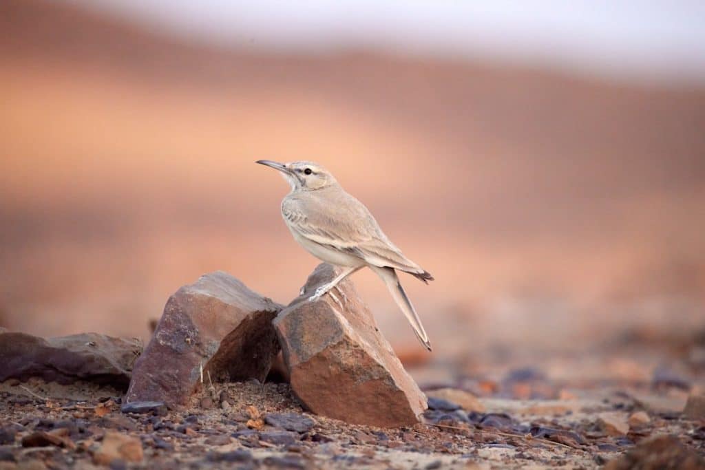A Roadrunner is a Desert Bird That Tends to Thrive Wildly - Birds