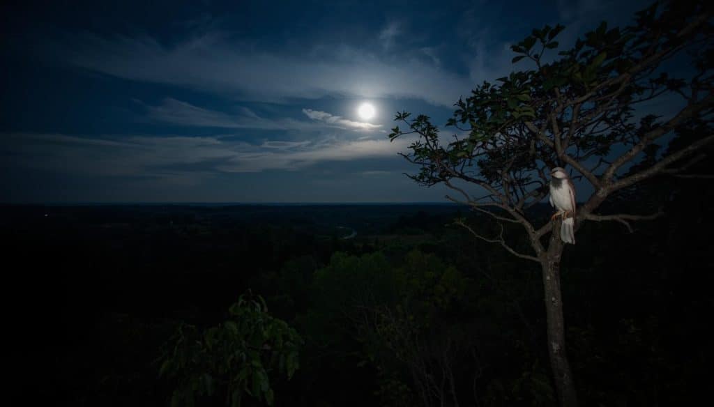 What Bird Chirps Loudly at Night: Discover the Nocturnal Songster and ...