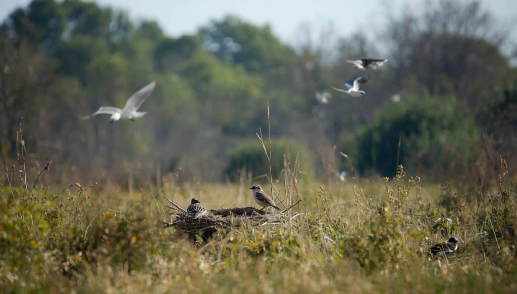 Bird Nesting Areas: Top Tips to Protect and Preserve Nature - Birds