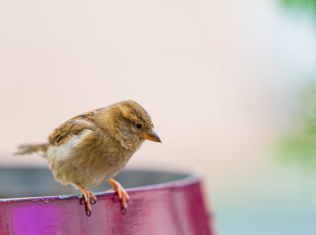 Bird Chick Care: Essential Tips for Healthy Growth