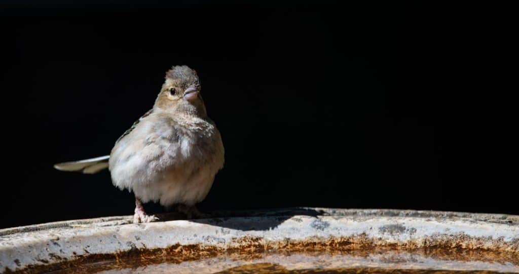 Bird Chick Development: Essential Stages You Must Know - Birds