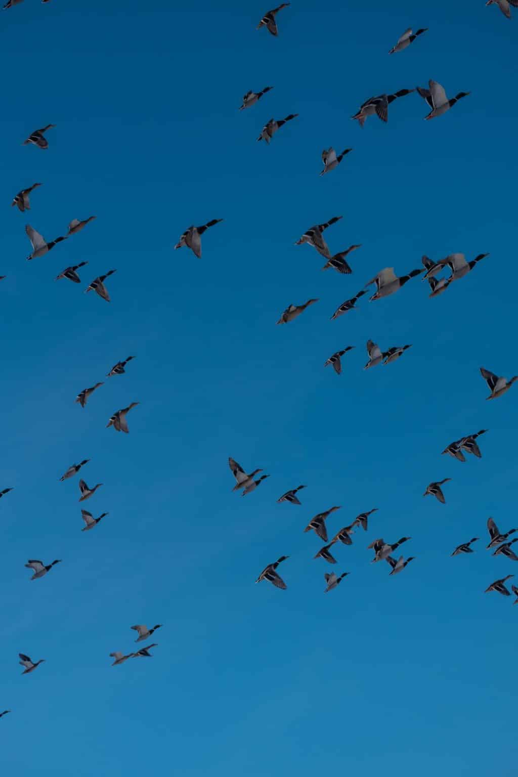 Bird Migration Journals: Ultimate Guide to Tracking Seasonal Flights ...