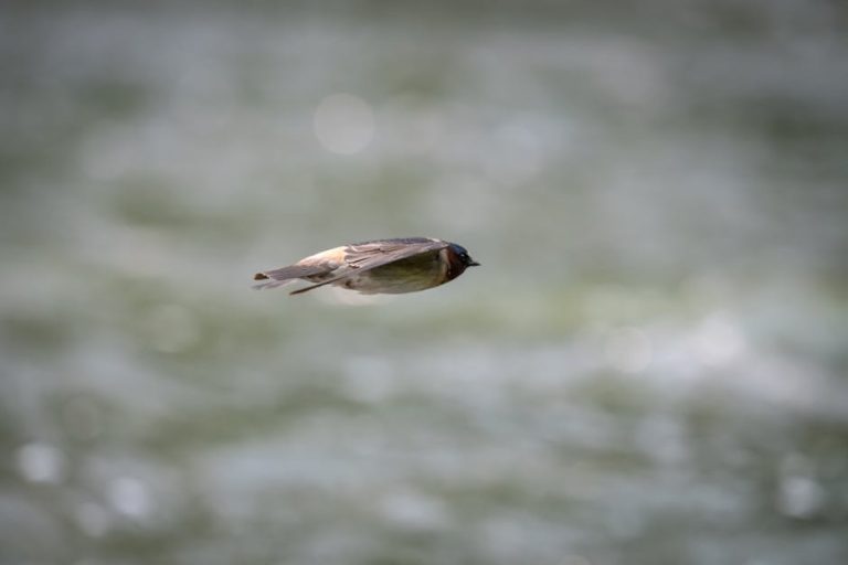 Bird Migration Videos: Stunning Journeys Captured in Flight - Birds