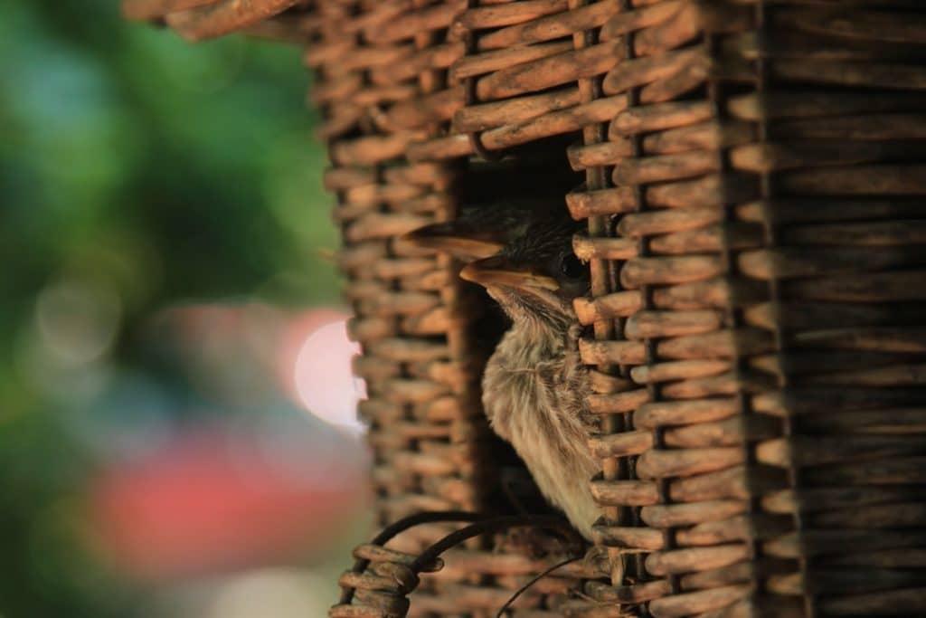 Bird Nesting in Bridges: Surprising Habitats & Conservation Tips - Birds