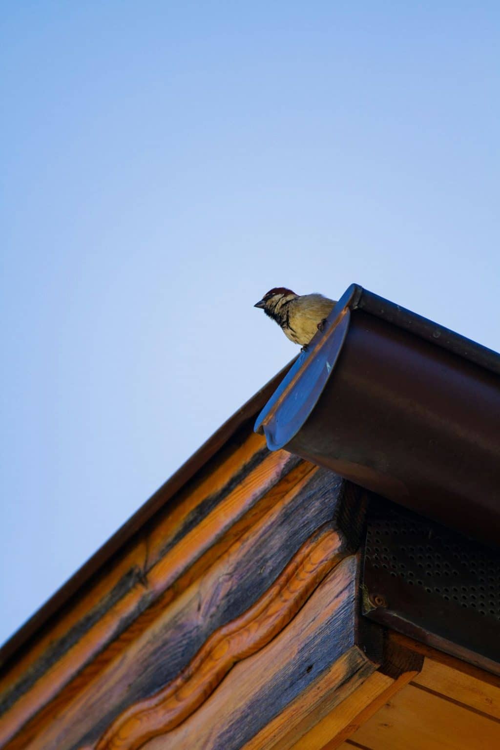 Bird Nesting in Roof Spaces: Essential Tips to Protect Your Home - Birds