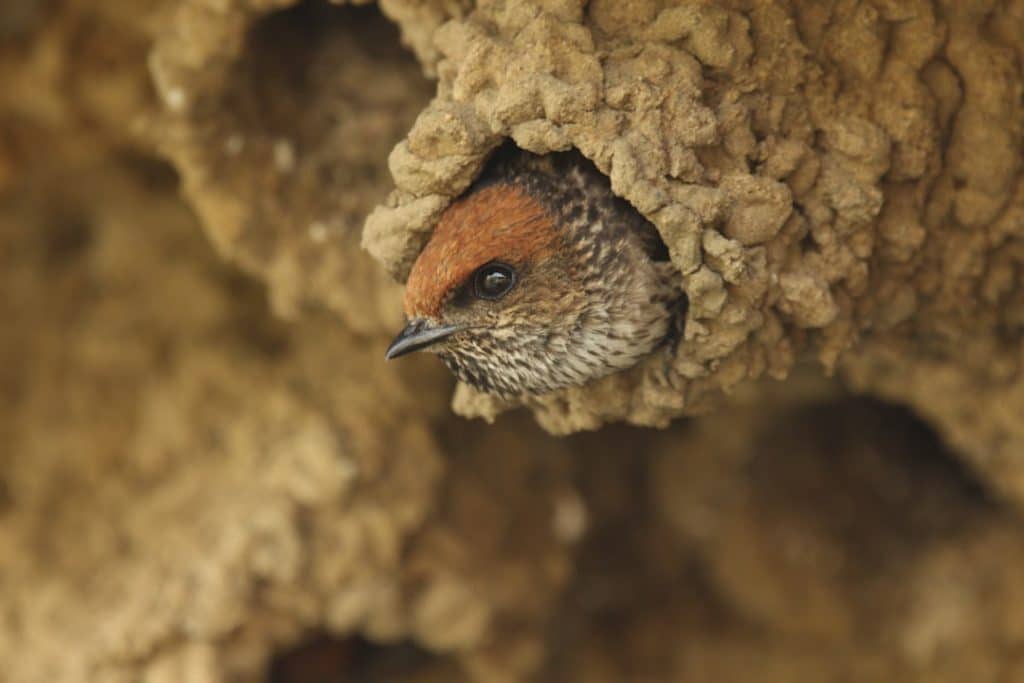 Burrow Nesting Birds: Fascinating Habits and Survival Secrets - Birds