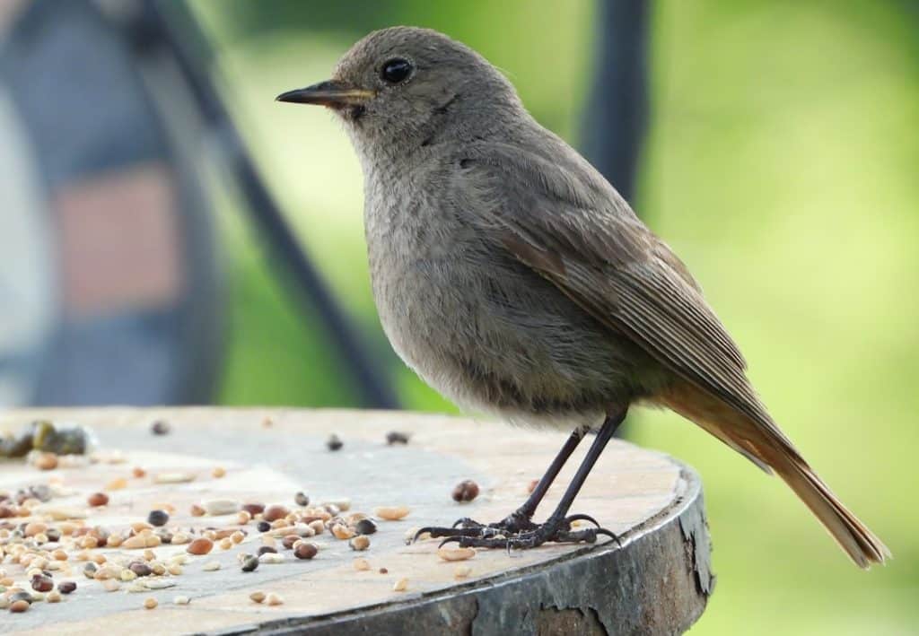Can Old Bird Seed Hurt Birds: Risks Every Feeder Should Know - Birds