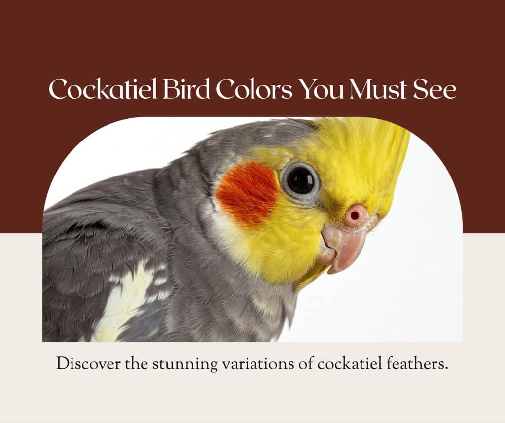 Cockatiel Bird Colors: Stunning Variations You Must See - Birds
