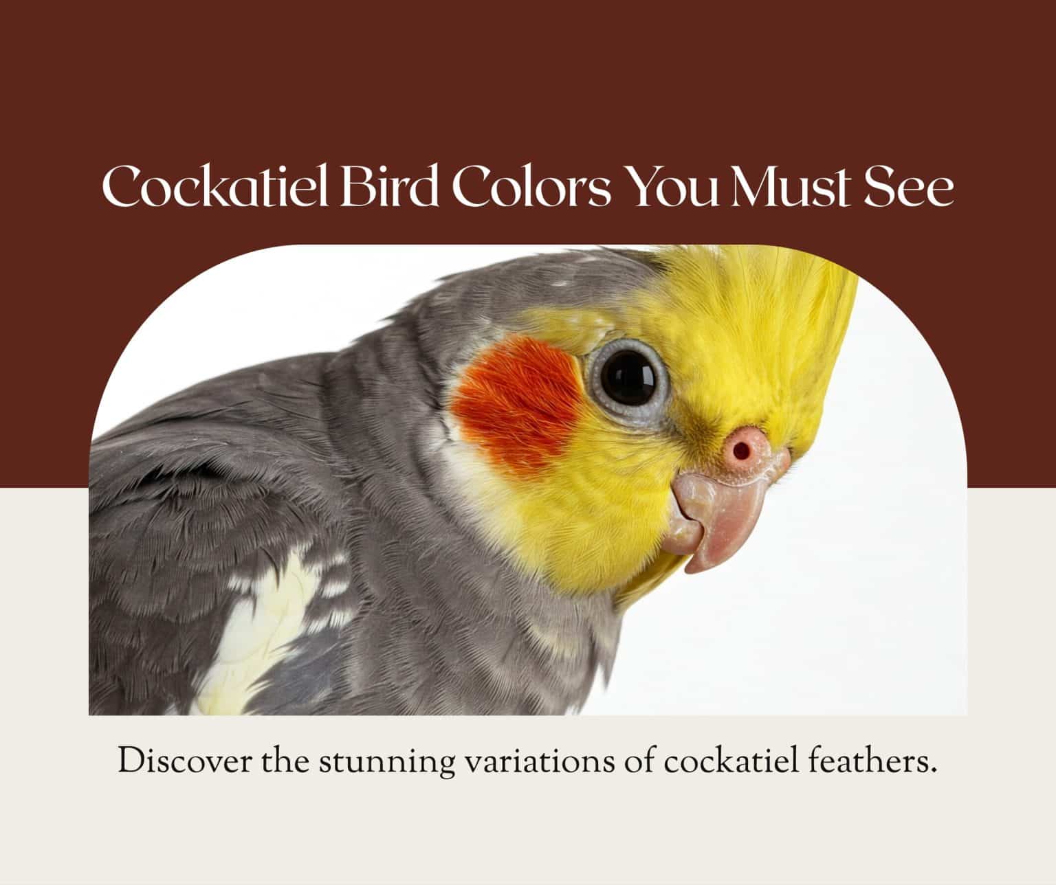 Cockatiel Bird Colors: Stunning Variations You Must See - Birds