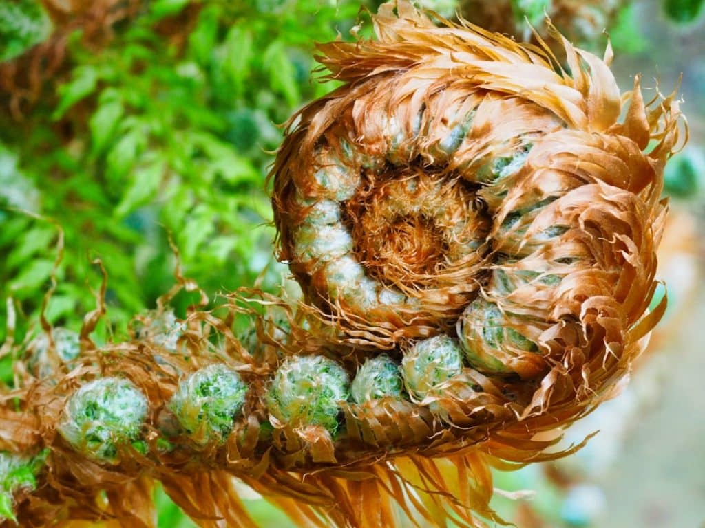 Does Bird Nest Fern Bear Flowers: Surprising Facts Revealed - Birds