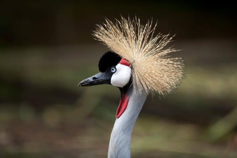 Gray Colored Birds: Stunning Species You Must Know About - Birds