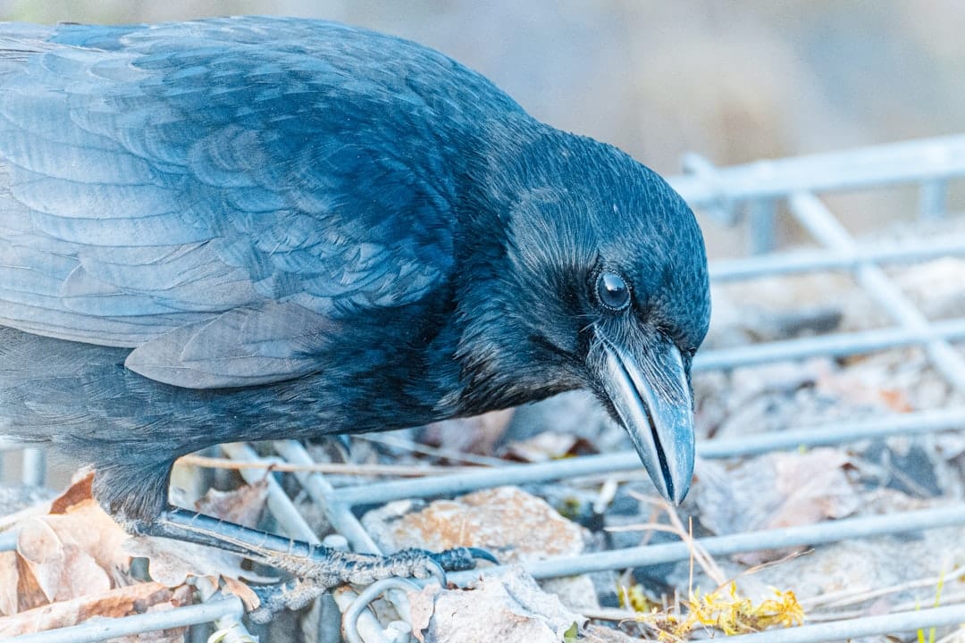 How Habitat Loss Affects Birds: Devastating Impact on Wildlife - Birds