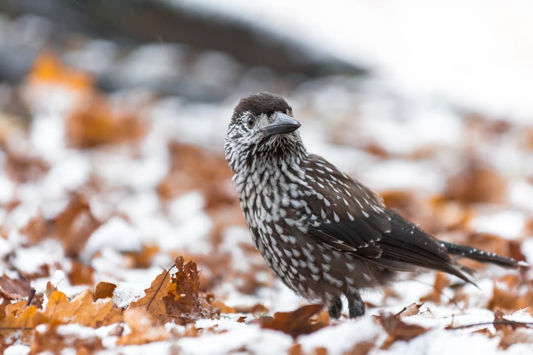 How Many Bird S are in the Tundra: Discover Stunning Species Counts - Birds